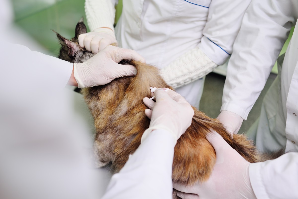 Pet Micro-Chipping In Cincinnati, OH | Cherry Grove Animal Hospital