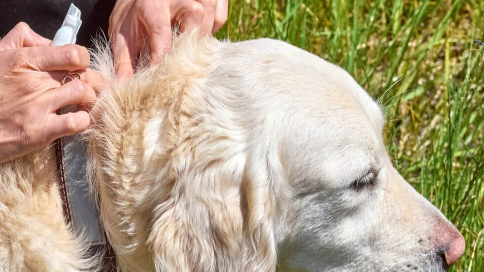 Pet Parasite Control | Cherry Grove Animal Hospital