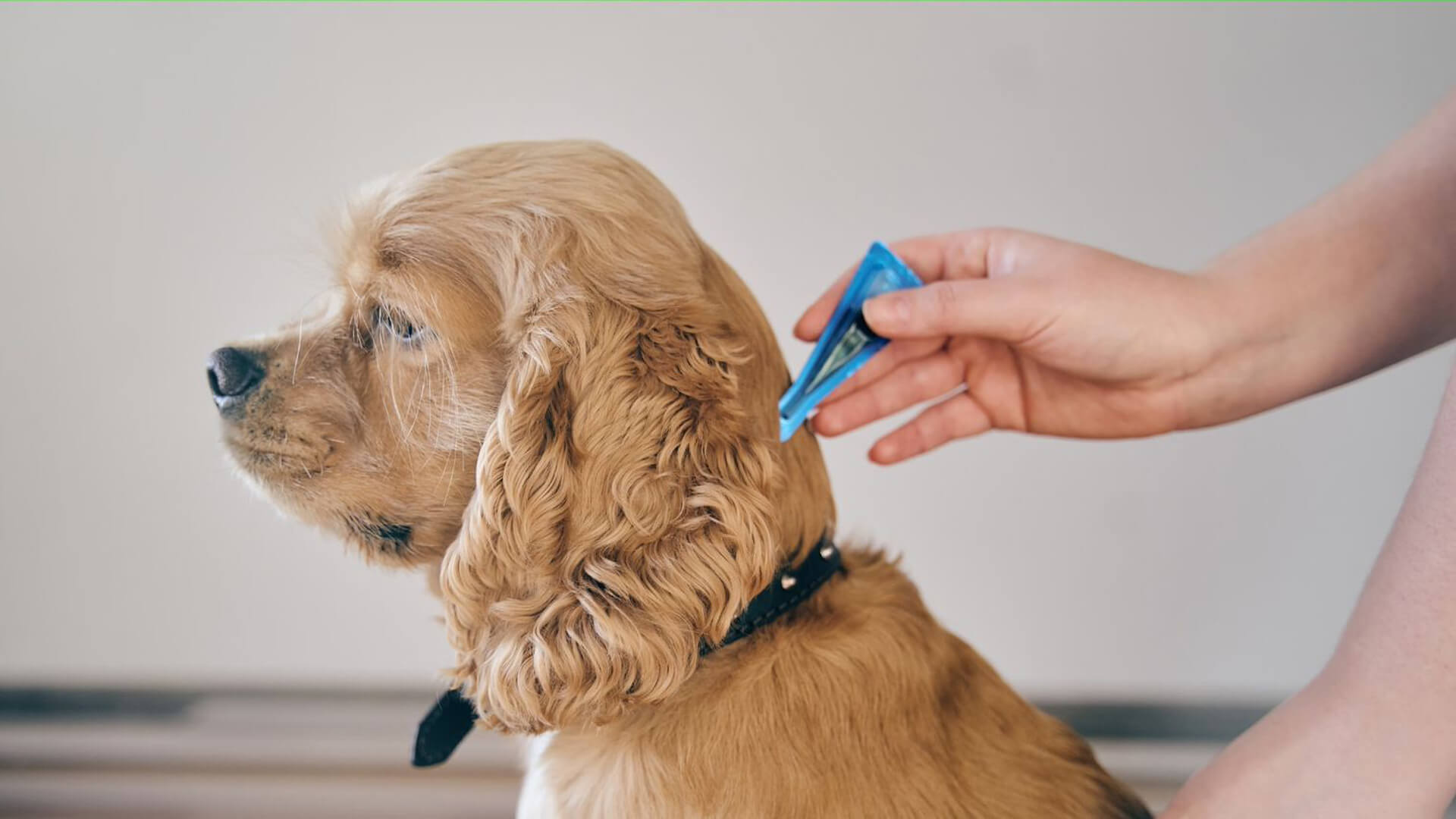 Pet Parasite Control | Cherry Grove Animal Hospital